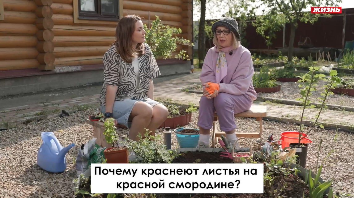 Почему краснеют листья на красной смородине