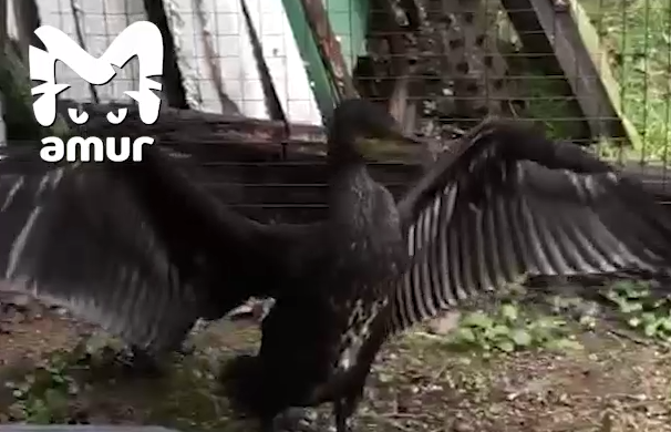 В Хабаровске девушка спасла жизнь раненому баклану